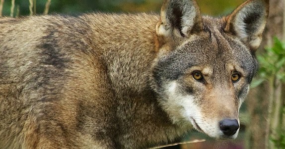 White Wolf : Federal judge blasts Fish and Wildlife Service, says ...
