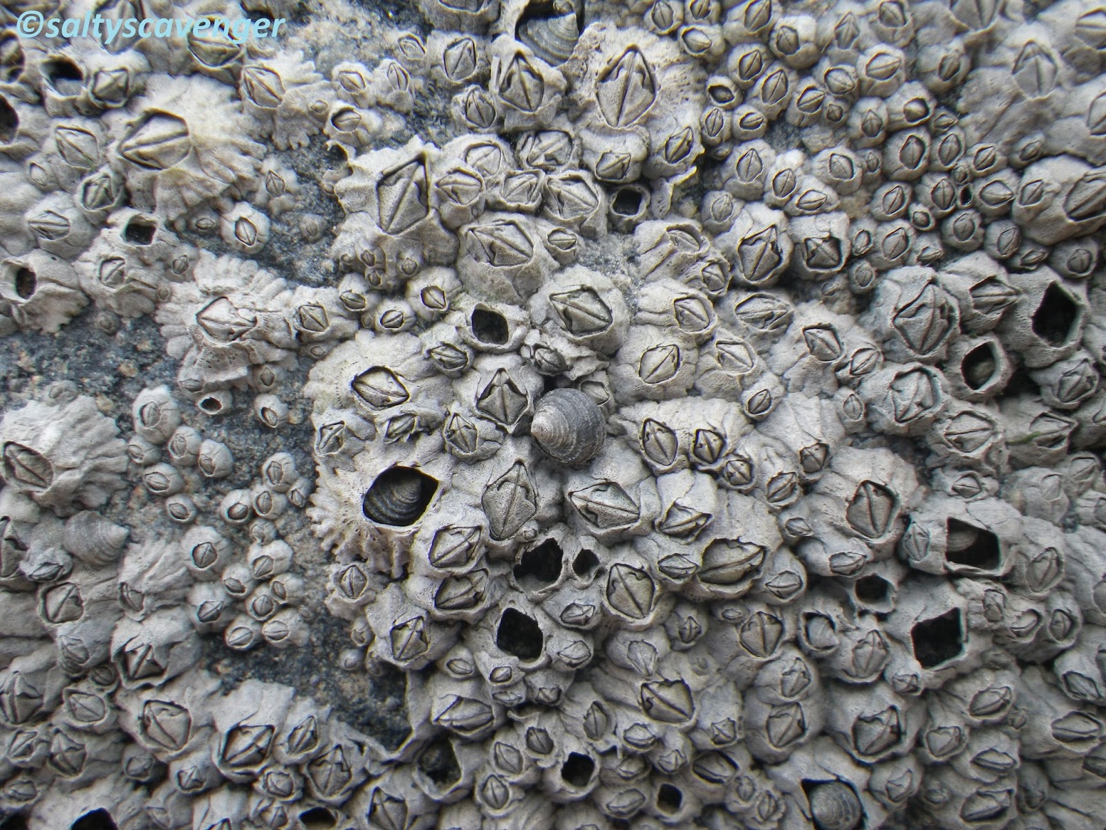 Rock Pooling: February 2014