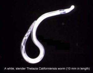 PARASITOS INTERNOS Y EXTERNOS EN EQUINOS