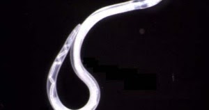 PARASITOS INTERNOS Y EXTERNOS EN EQUINOS