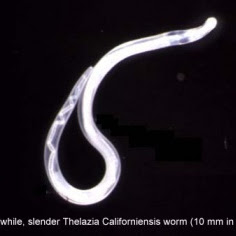 PARASITOS INTERNOS Y EXTERNOS EN EQUINOS