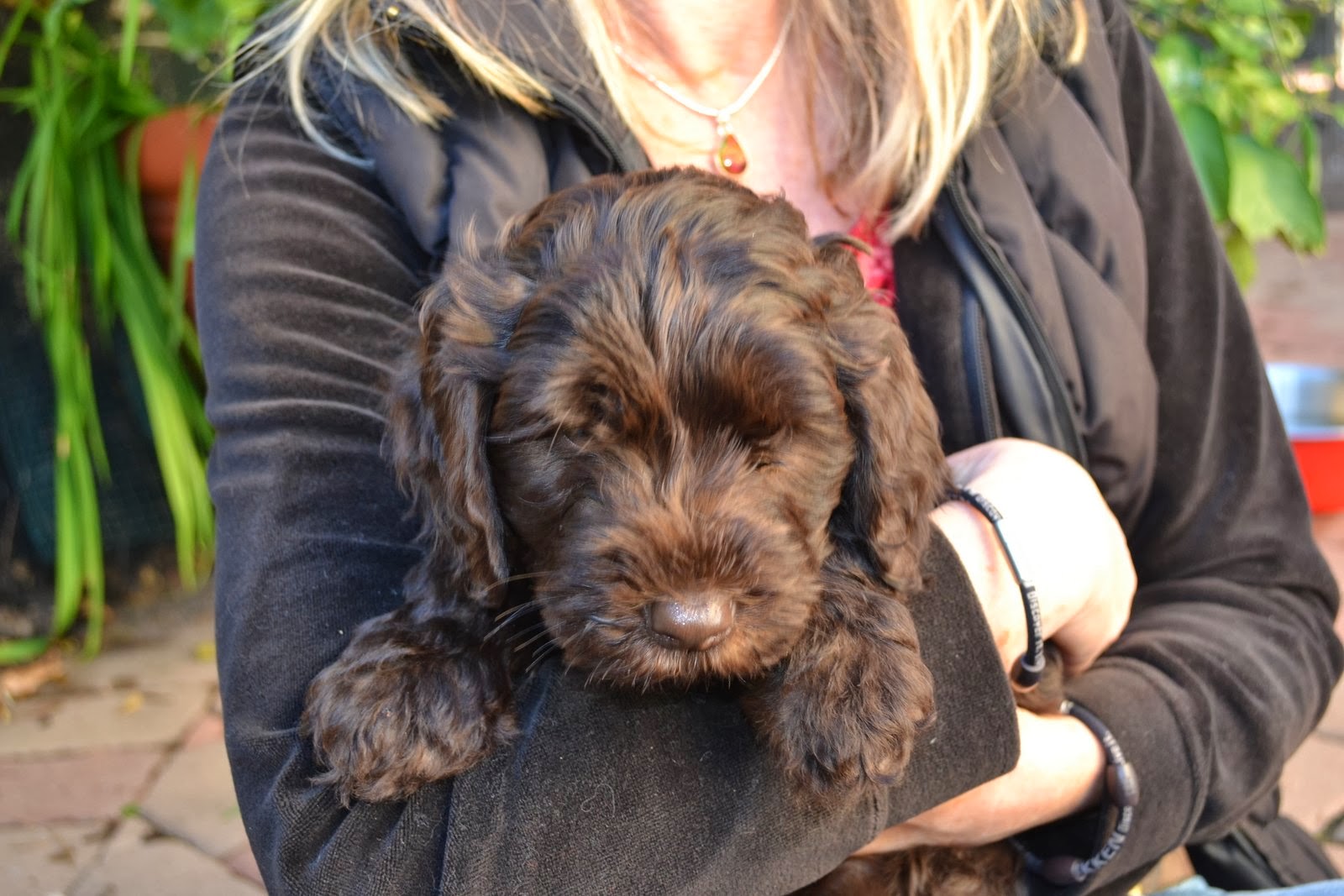 Golden Gate Labradoodles: Authentic Australian Labradoodles: "Just ...