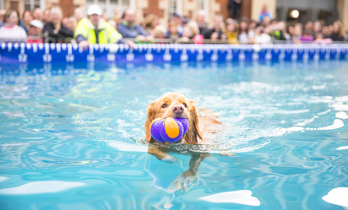 Win Sydney Dog Lovers Show Tickets | Australian Dog Lover