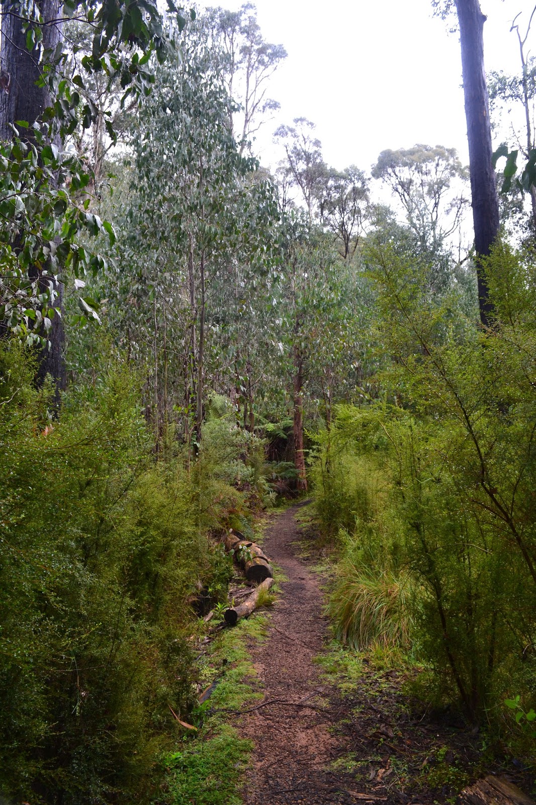 Goin' Feral One Day At A Time: Mt Everard Circuit, Kinglake National ...