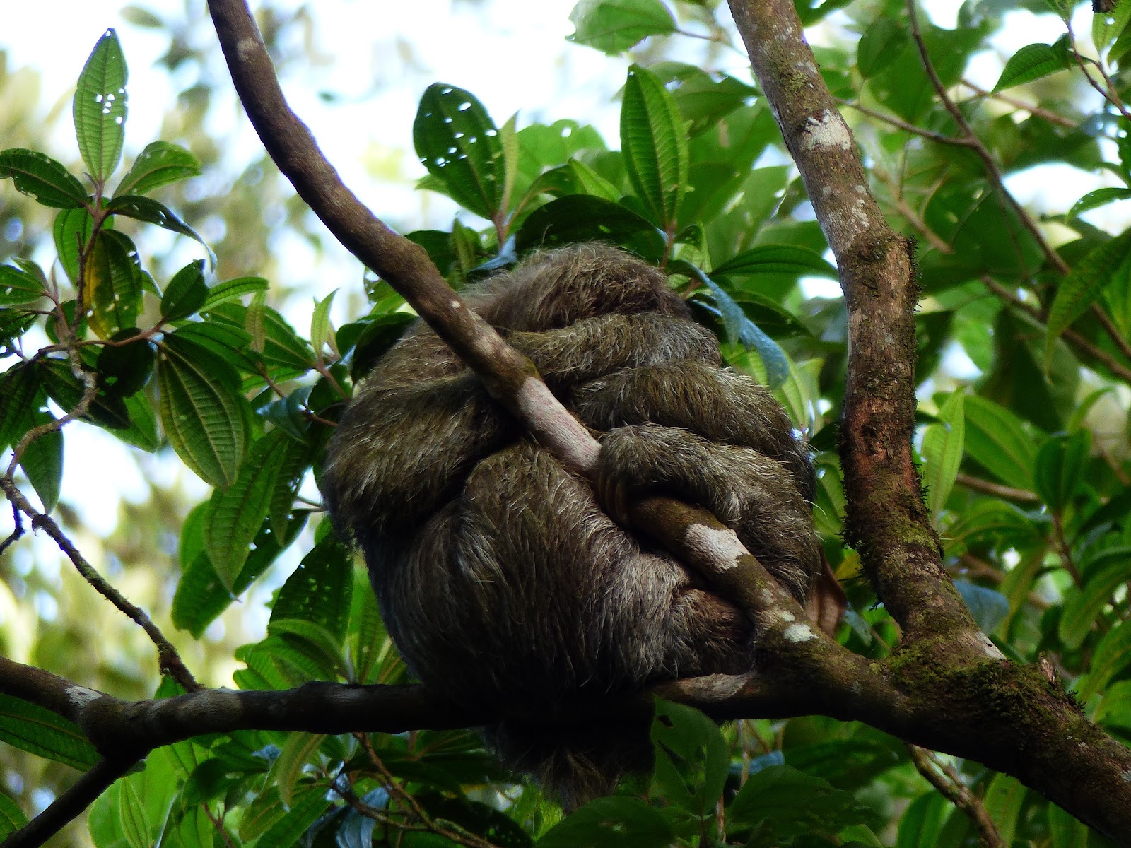 Into the Woods and Elsewhere: A sloth everyday