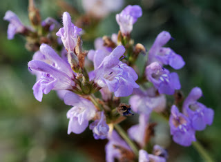 MEDIO NATURAL UN ESPACIO COMPARTIDO: Salvia de Mariola