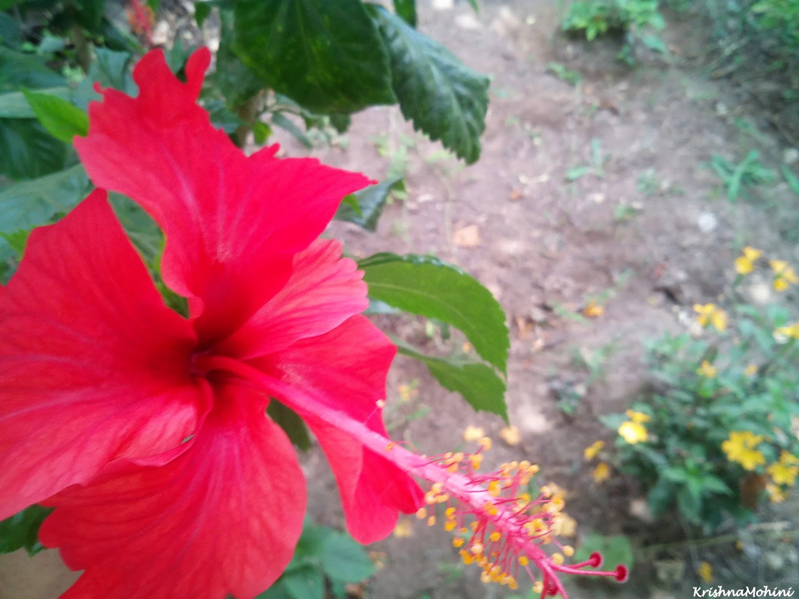 Lord Ganesha Worship for Bhakti and Mukti