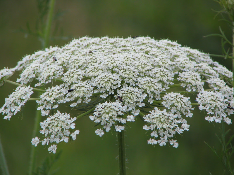 LA MULȚI ANI, ROMÂNIA!: Flori de camp