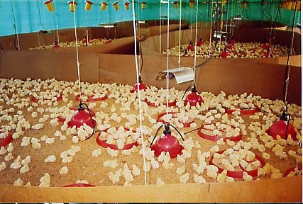 Cómo criar pollos: Preparación y recepción del Pollo bb