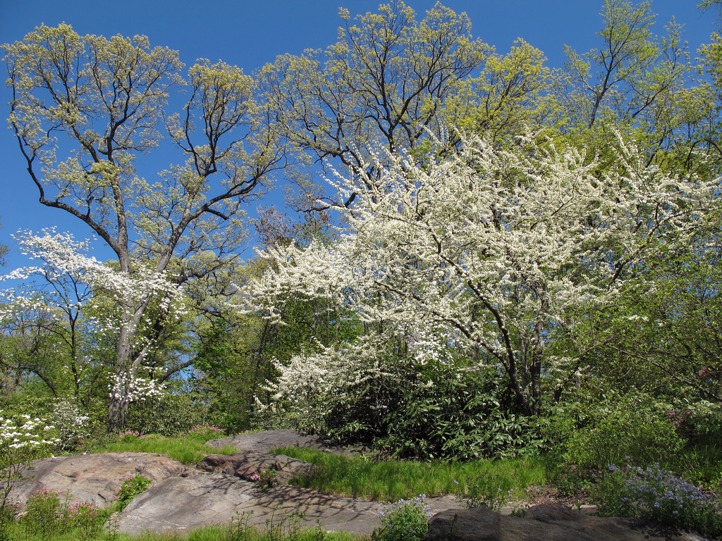 Earth and Space News: Cercis canadensis: Pleasing Year Round Palette of ...