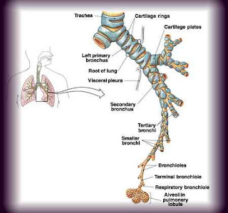 copd stages: COPD Pathophysiology