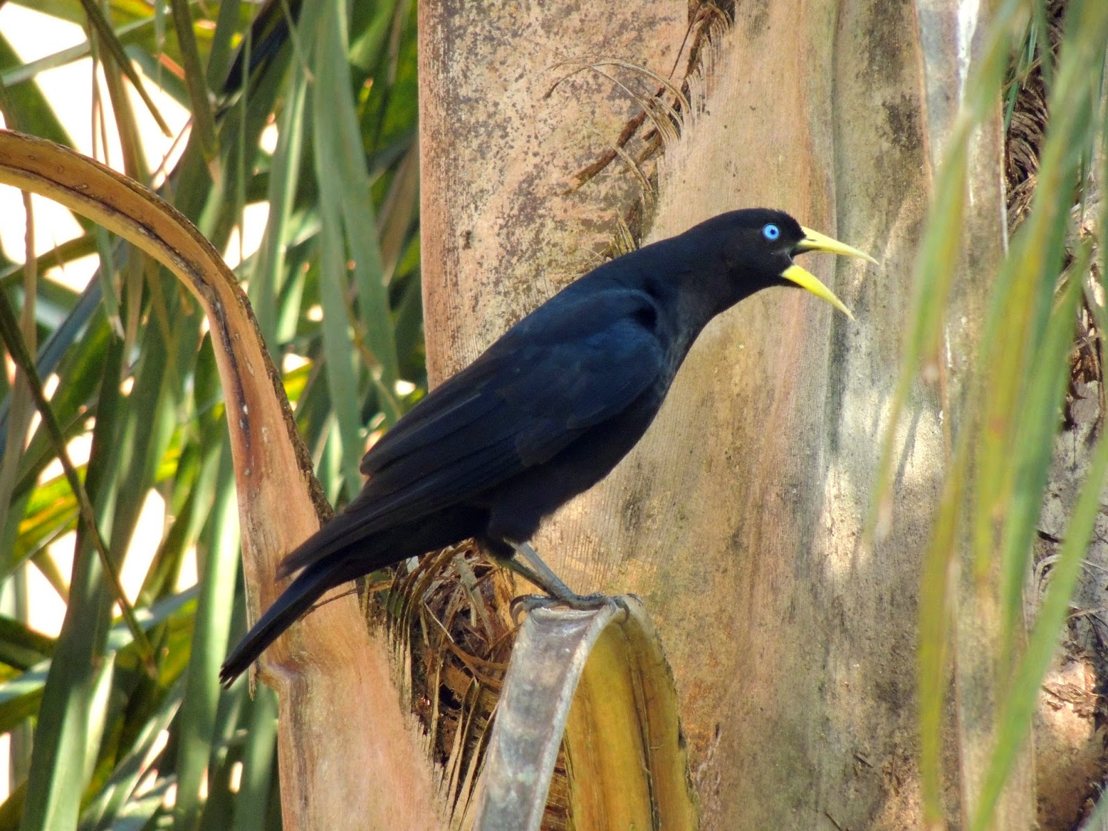 Amanda no País das Maravilhas: Cacicus haemorrhous (Linaeus, 1766) - Guaxe