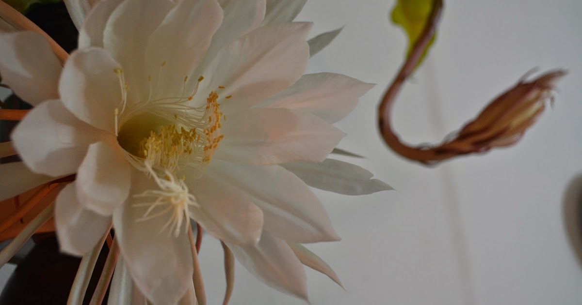 Epiphyllum oxypetalum. Flor de una noche, compleja y perfumada. Epífita ...