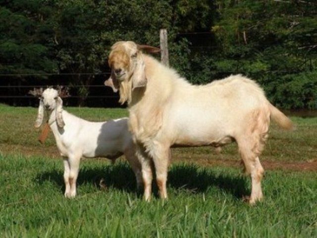 Farm Business Ideas: Etawa for Livestock Business