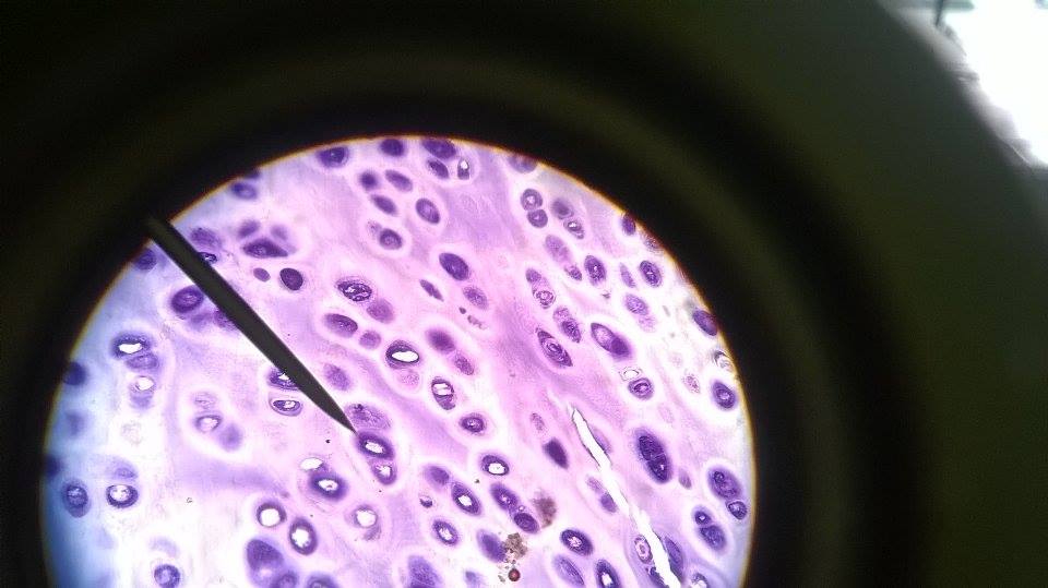 HISTOLOGÍA 961: octubre 2015