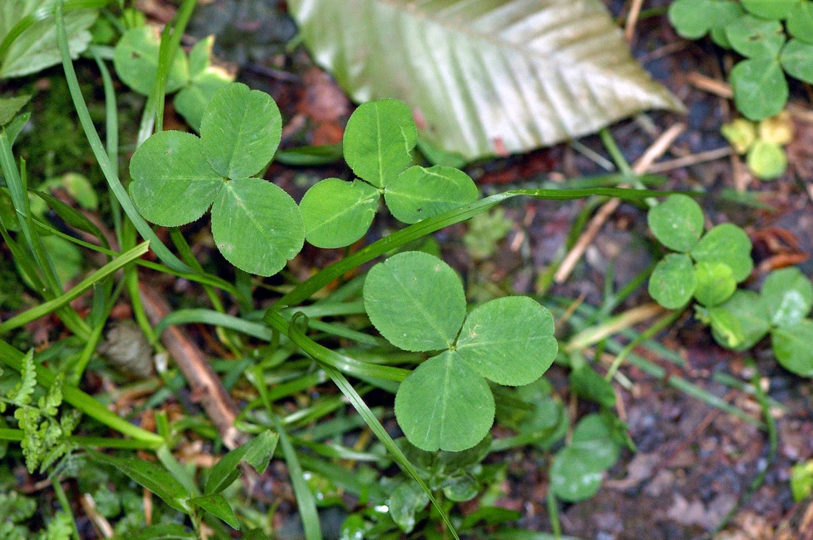 Field Biology in Southeastern Ohio: Lake Katharine State Nature Preserve