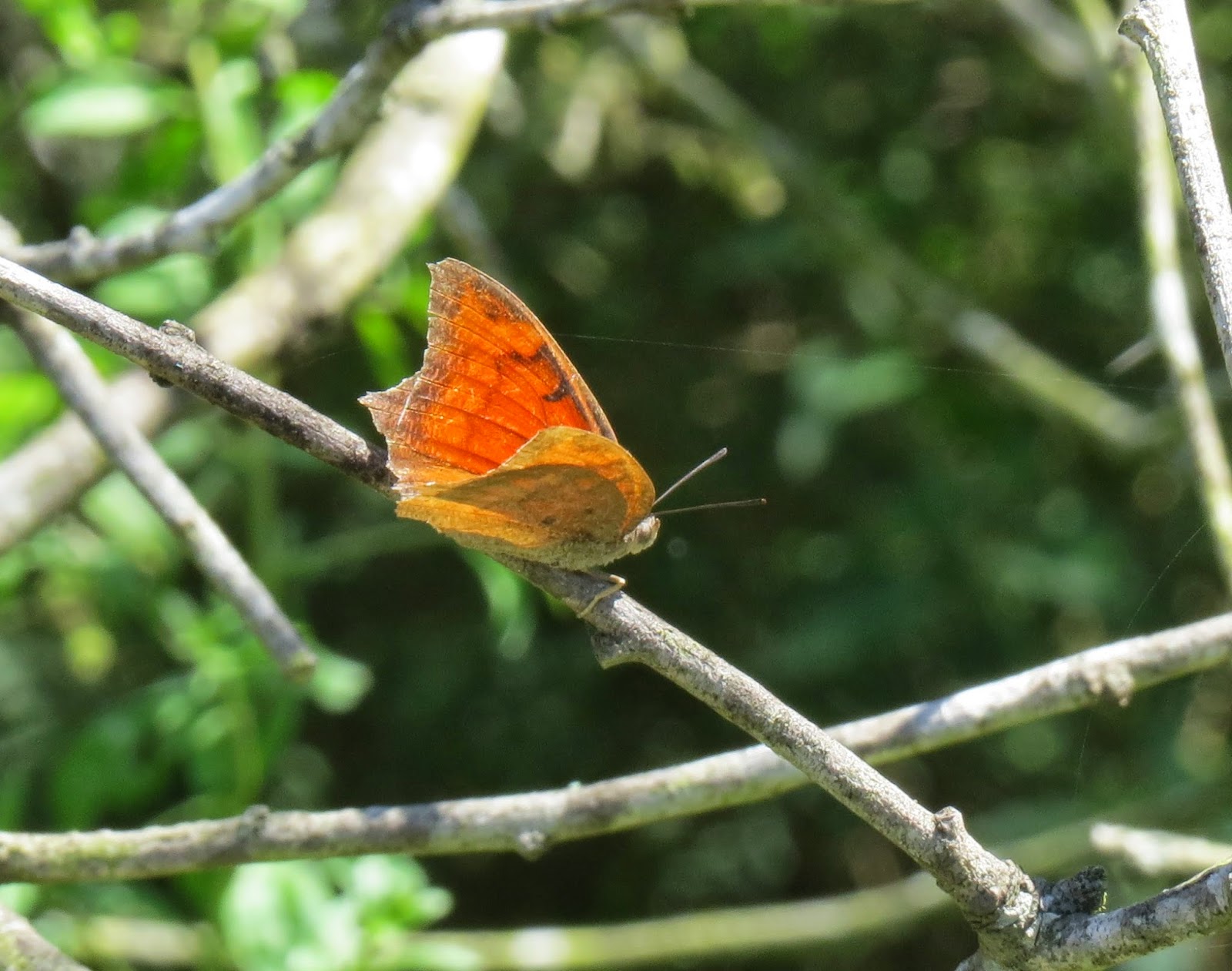 LGB's Nature Photos: Tropical Leafwing on a Windy Day