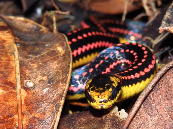 Lifestyle Cafe: Top 10 Most Colorful Amazing Snakes of The World