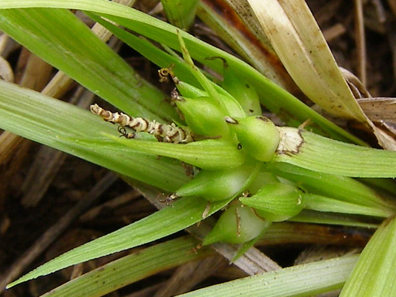 Ohio Flora: Juniper Sedge - Carex juniperorum