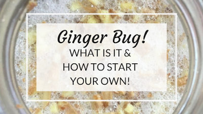 All About Ginger Bug - The Petite Plantation