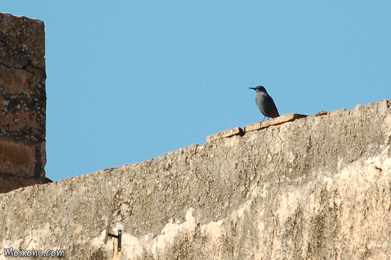 Birding Catalunya: Merla blava (Monticola solitarius)