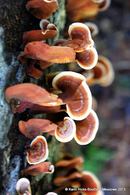 Southern Meadows: The Beauty of Dead and Decaying Wood
