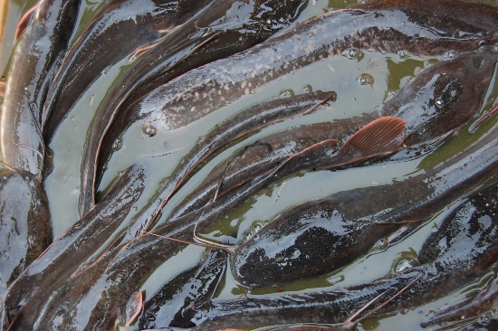 Agrifarming: Catfish Cultivation Information Guide
