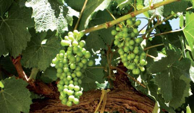 CEPECHILE: AGRAZ - de uva vinera