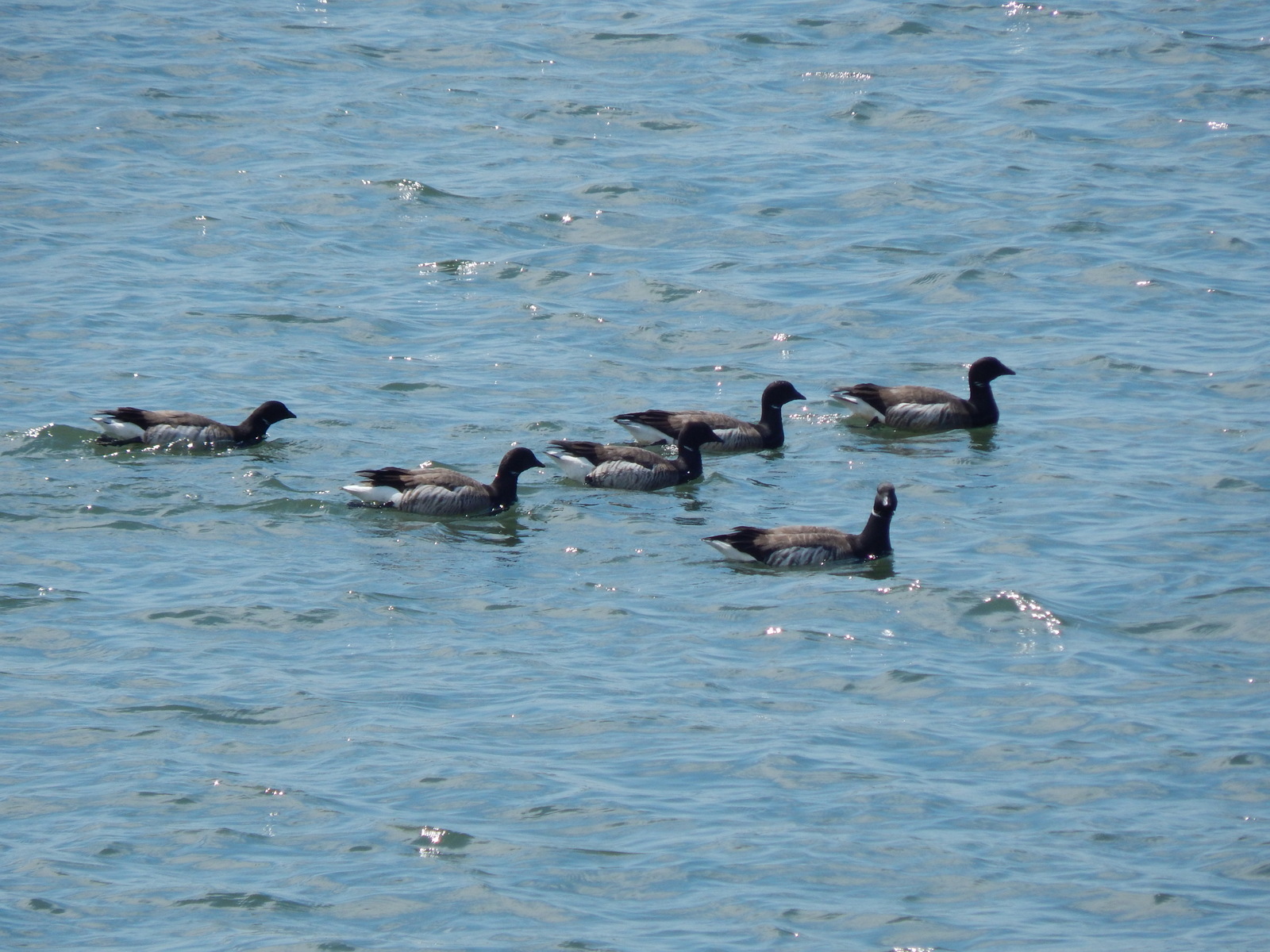 Earth on the Wing: Birding the Bronx River along Soundview Park