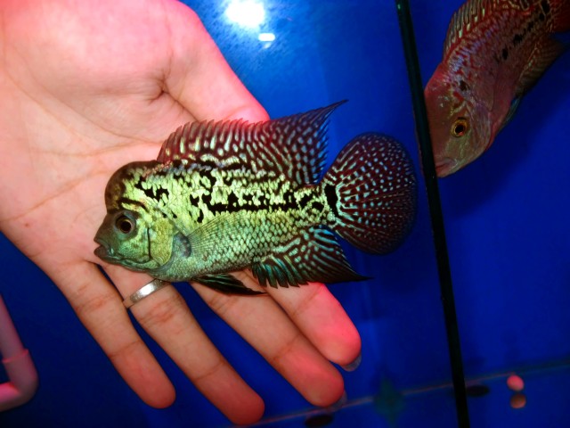 Flowerhorn The Hybrid Cichlids: King Kamfa and Kamfa