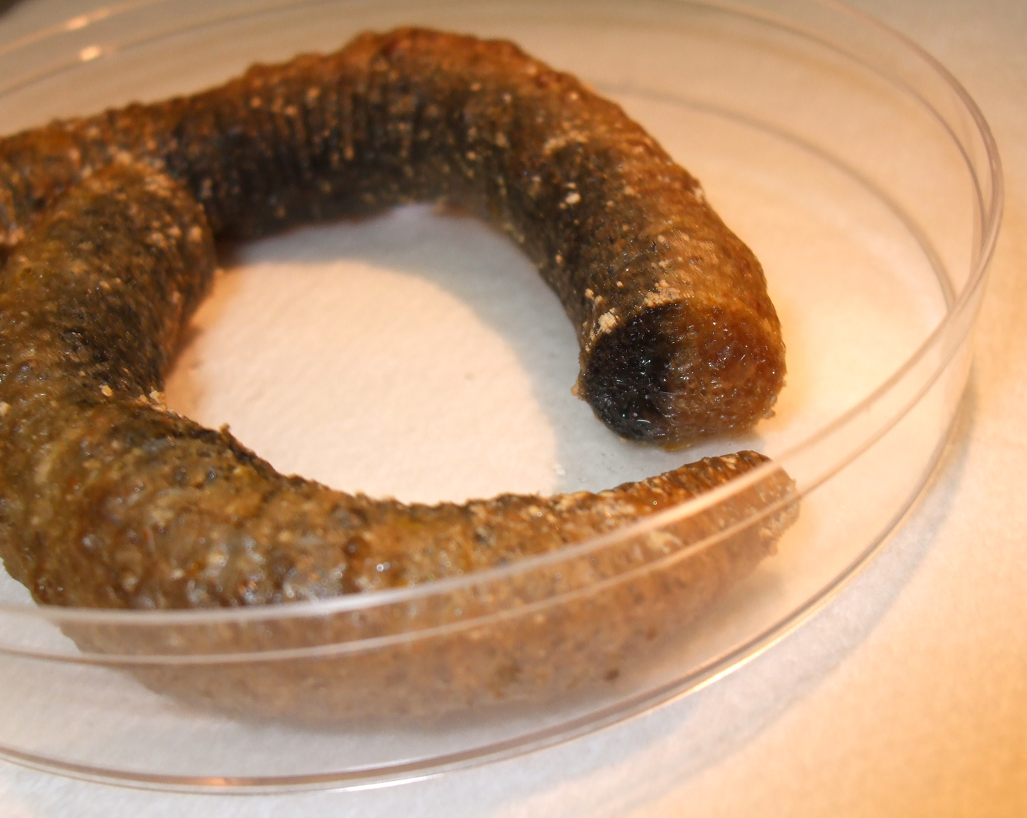 Creepy Dreadful Wonderful Parasites: Case of the Week 226