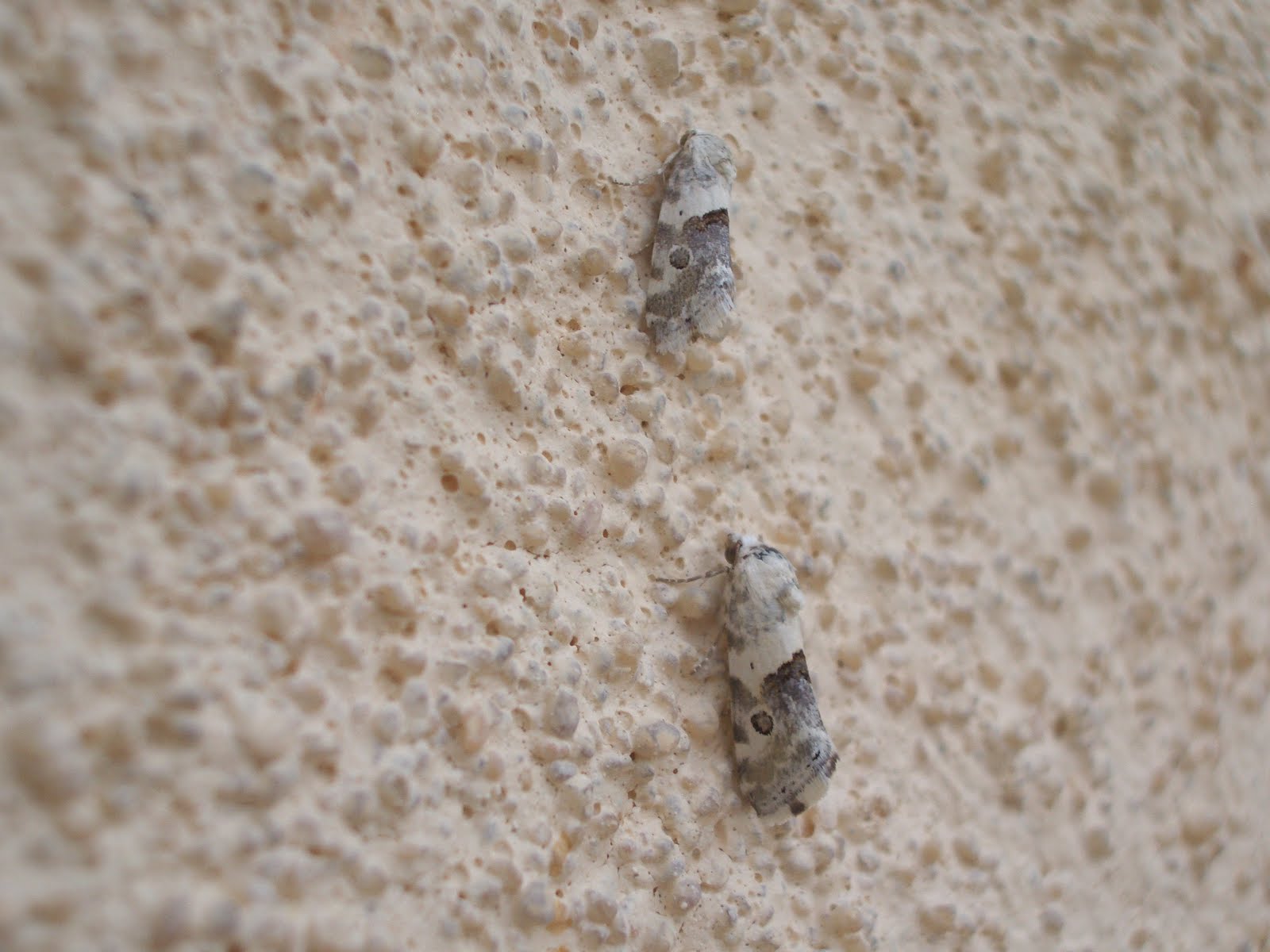 Big Bend - Texas Nature: Poo-moths