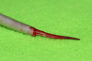 Ratropolis: What to Do for a Degloved Tail