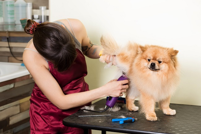 Go For Regular Pet Grooming Sessions To Keep Your Furry Friends Happy ...