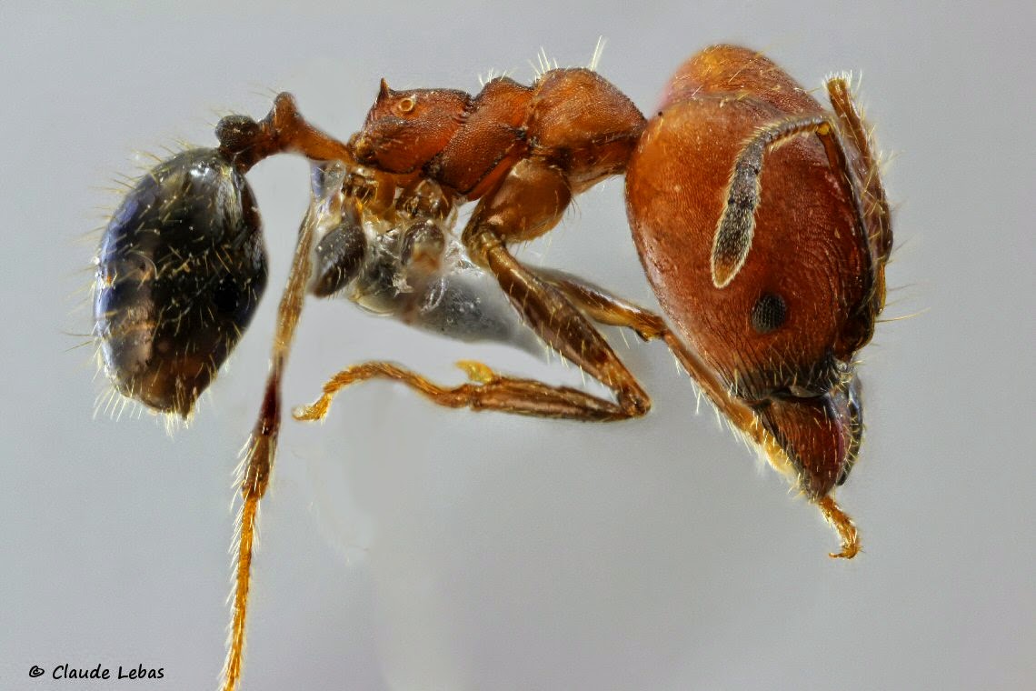 fourmis du Mexique: Pheidole clydei