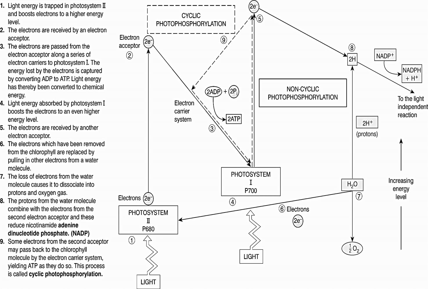 The BioLogs: CAPE 2 - Photosynthesis: Structure of the leaf ...