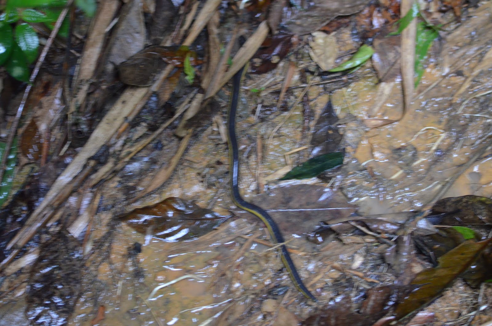 Wildlife of S. E. Asia and S. America. A Photo Journal by Francis ...