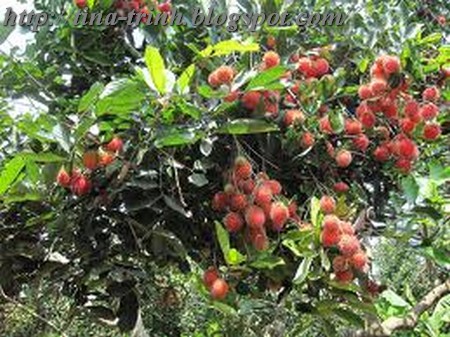 my blog: Lai Thieu fruit garden, Binh Duong province – Truyen Le