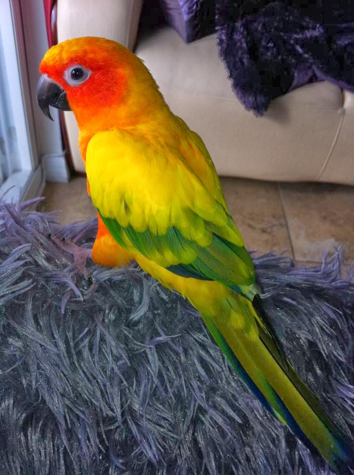Red factor sun conure: Red factor sun conure and Sun conure
