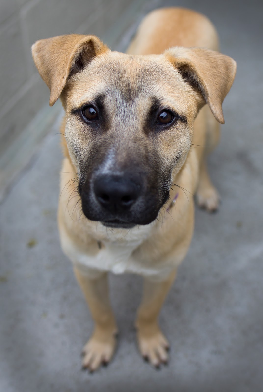 Lab Shepherd Mix Tan at Randall Graves blog
