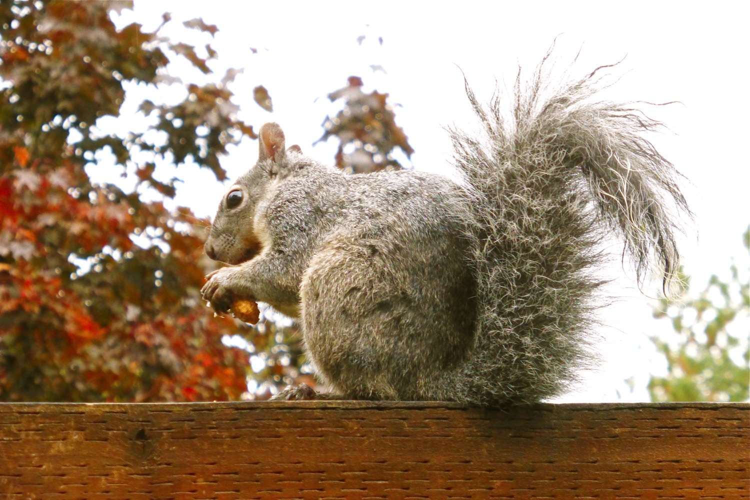 Autumn Garden and Embracing Imperfection | Under The Plum Blossom Tree