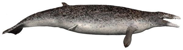 Los animales en la prehistoria: Animales prehistóricos con la letra D