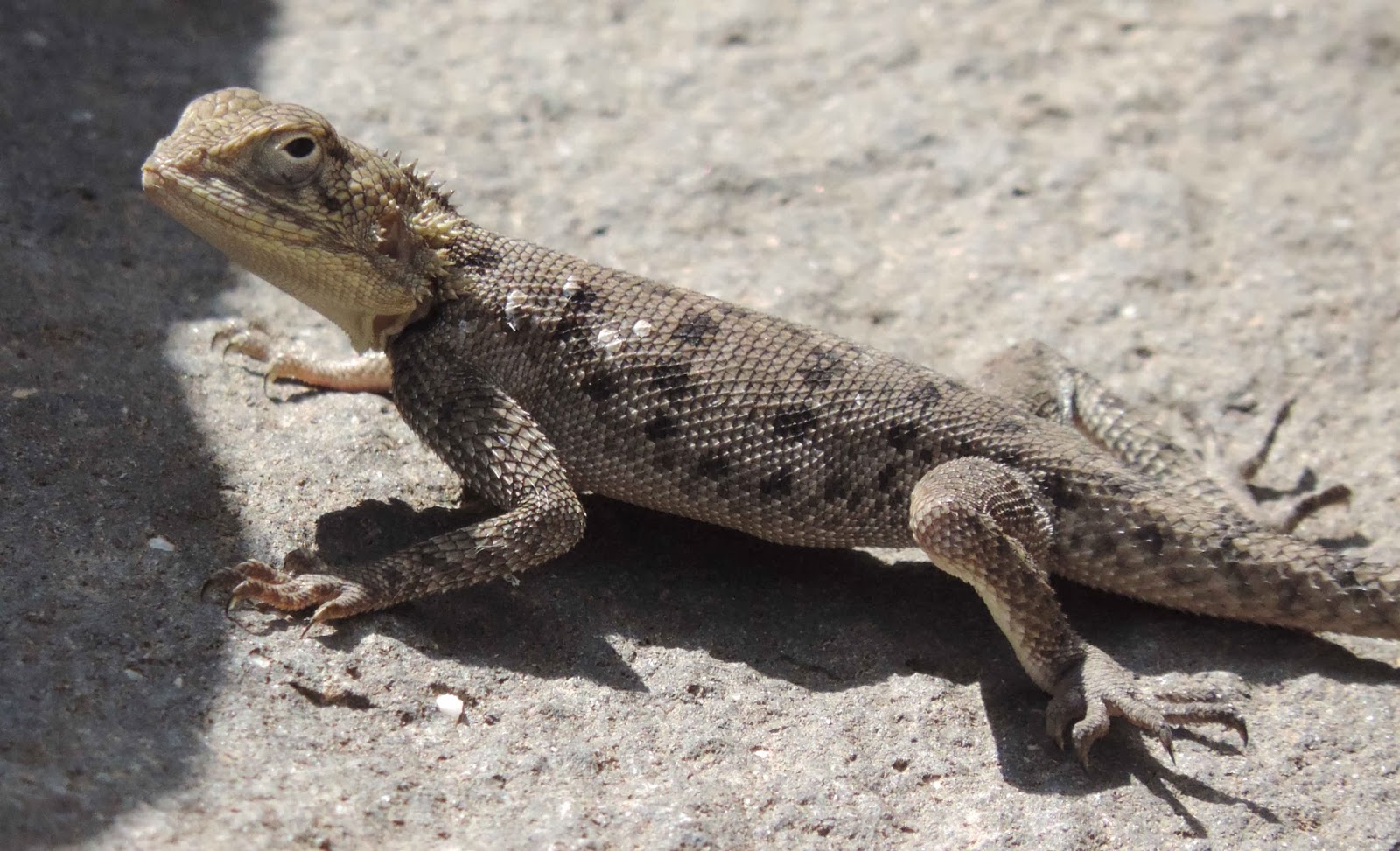 Faune/Flore Afrique de l'Est: Lézard