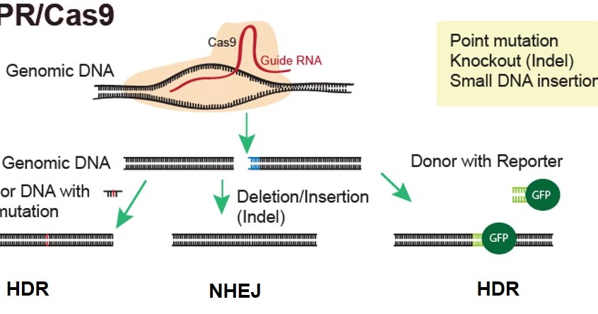 Gene Knock là gì - Sinh Học Phân Tử