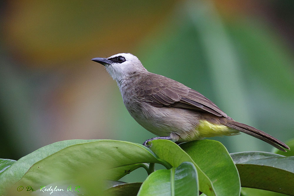 Birds and Nature Photography @ Raub: Backyard Birds - Yellow-vented Bulbul