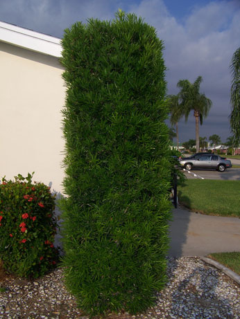 Gardening with the Clouds: podocarpus macrophyllus