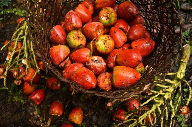 La Resistencia Ecuador: Gran festival tradicional del chontaduro ...