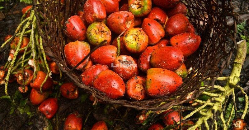 La Resistencia Ecuador: Gran festival tradicional del chontaduro ...