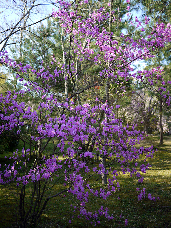 Fabulost Pinay: Purple cherry blossom