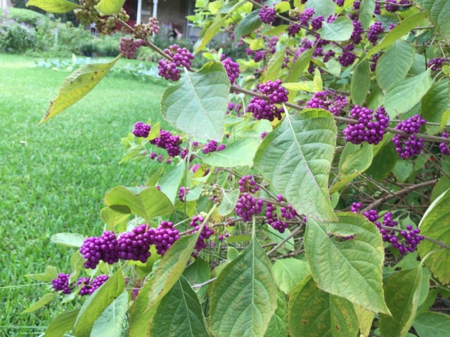 The Foraged Foodie: Foraging: Identifying American Beautyberry: Nature ...